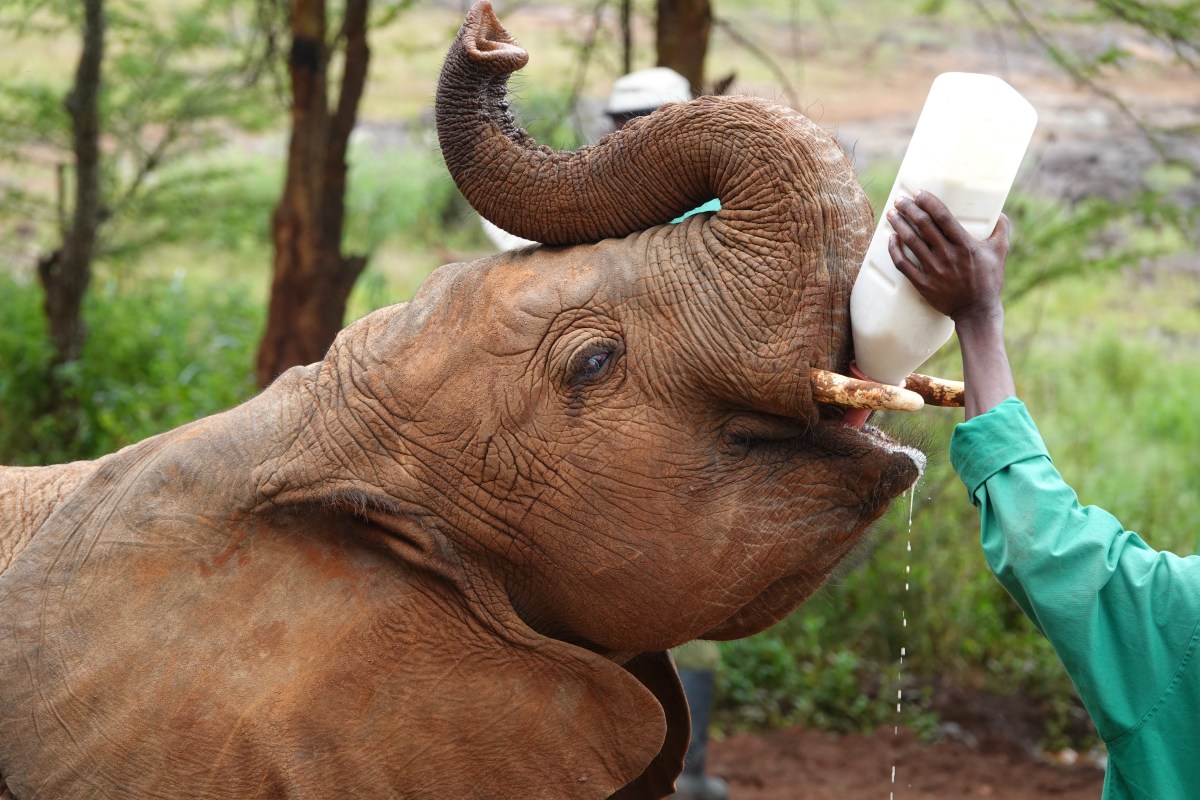 Nairobi National Park – Leeward Travels